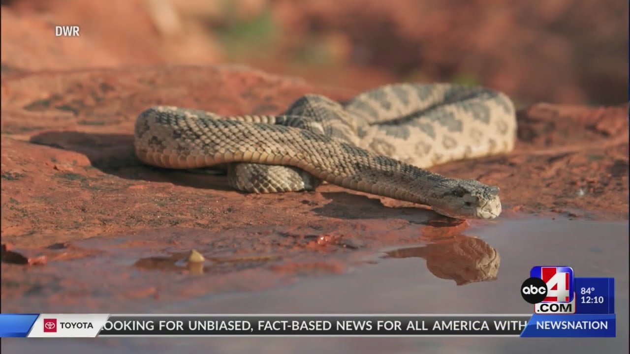 What to know and how to stay safe around rattlesnakes in Utah - YouTube