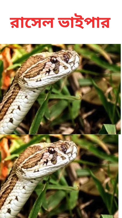 অজগর ও চন্দ্রবোড়া সাপের পার্থক্যগুলি জেনে রাখুনDifference between ...