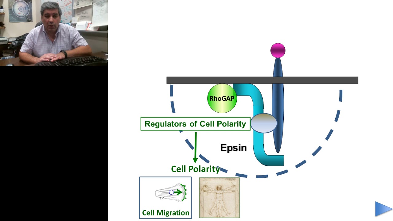 Cilia Abnormalities and Developmental Defects in Lowe Syndrome - YouTube