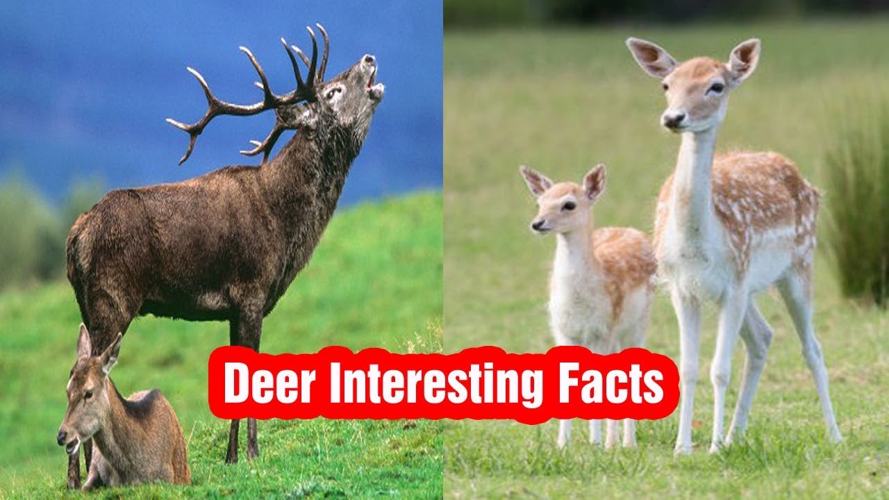 Deer Interesting Facts In Hindi YouTube deer-interesting-facts-in-hindi-youtube