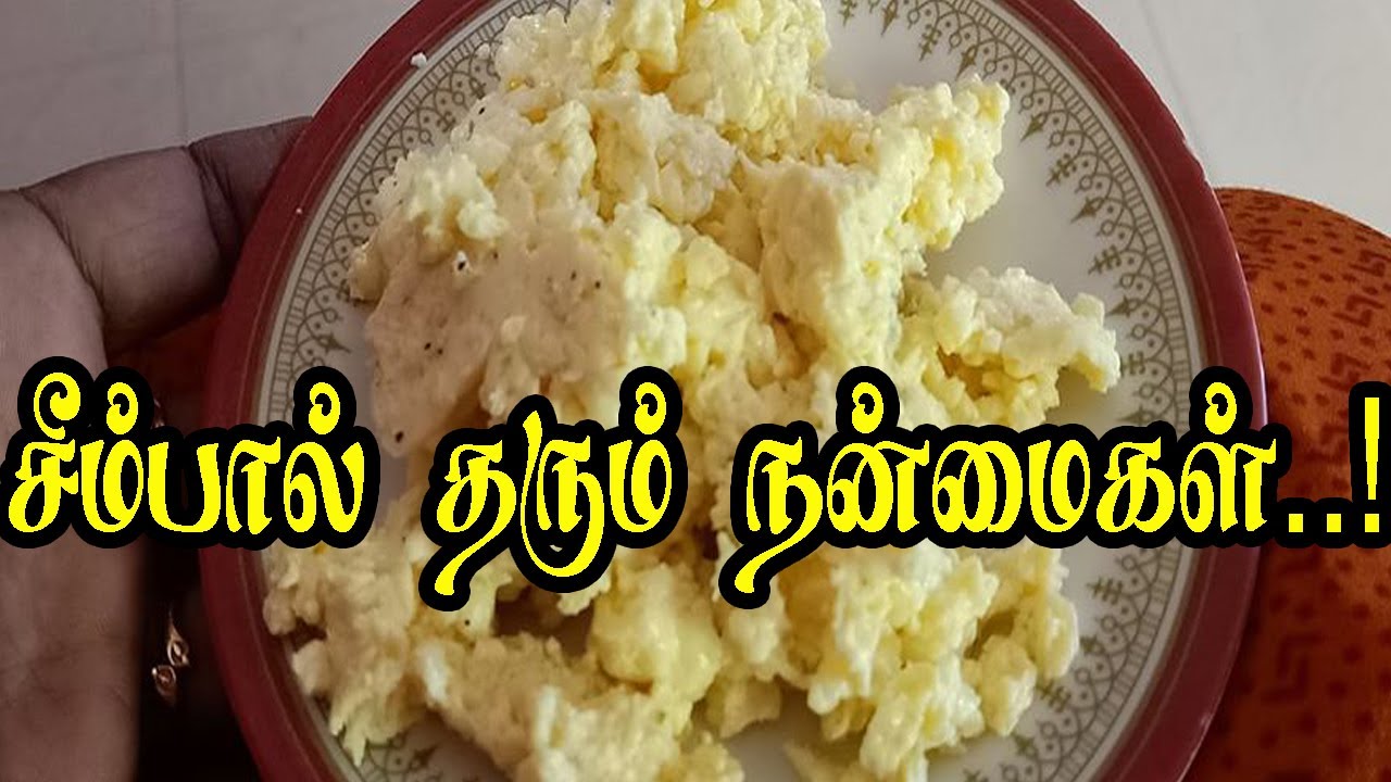 சீம்பால் தரும் நன்மைகள்|seem paal|cow colostrum milk - YouTube