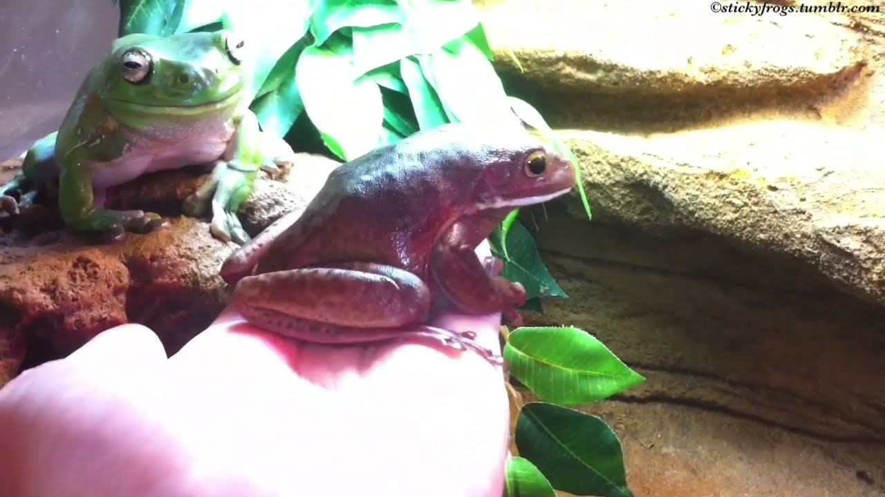 Long Frog and Round Frog have both accomplished their first Hand-Taxi ...