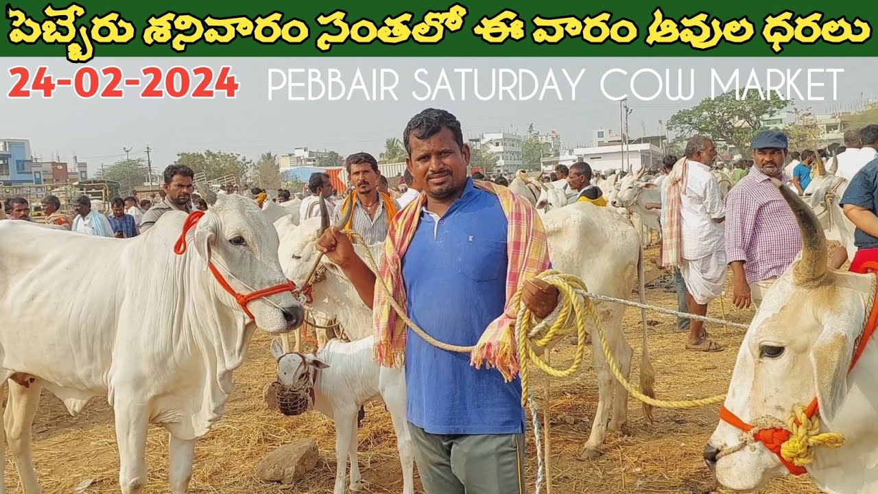 పెబ్బేరు శనివారం సంతలో ఆవుల ధరలు | Pebbair Saturday cow market | cow ...