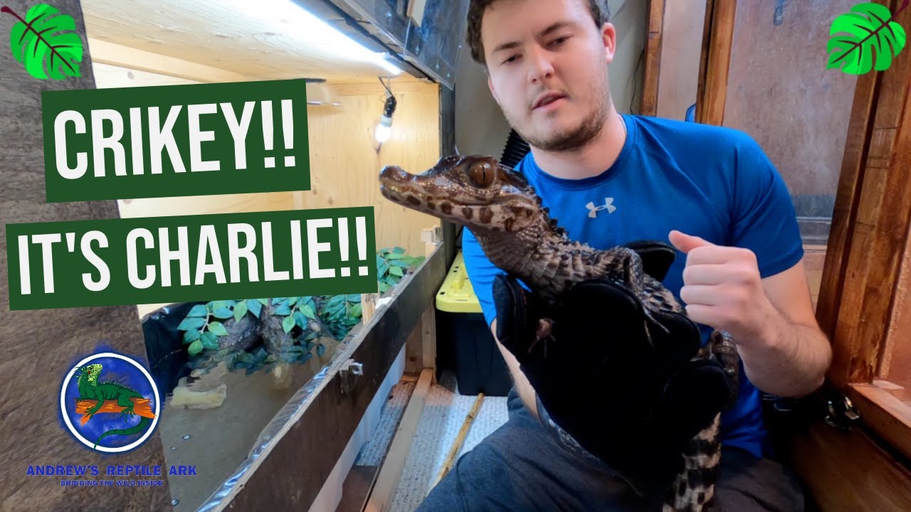 Meet Our Dwarf Caiman! - YouTube