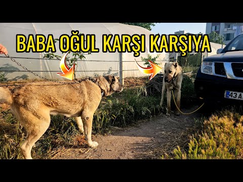 TÜRKİYE ŞAMPİYONU SİNYOR VAMPİR OĞLU KAPAN BAHÇEMİZDE ! - HÜNKAR VE BABASININ TANIŞMA ANI !