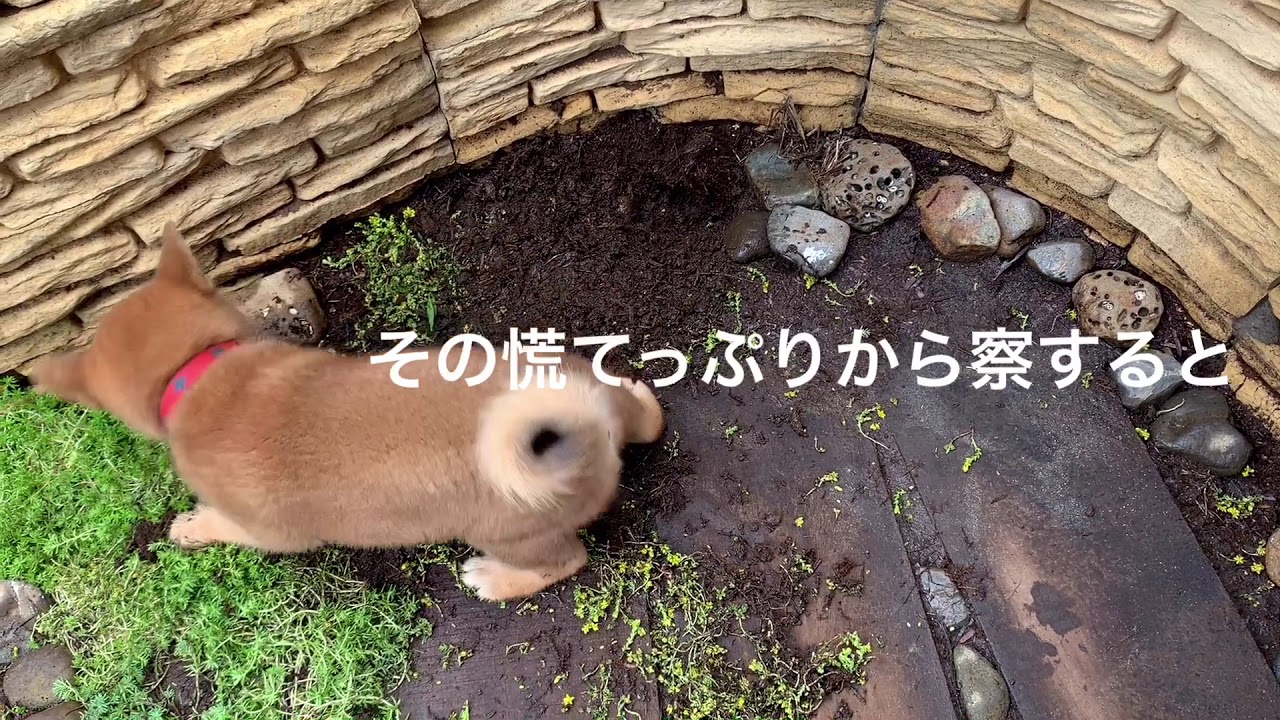 【荒らし】柴犬抹茶の手がすごい！The hands of Shiba Inu matcha are amazing!【Shiba Inu ...