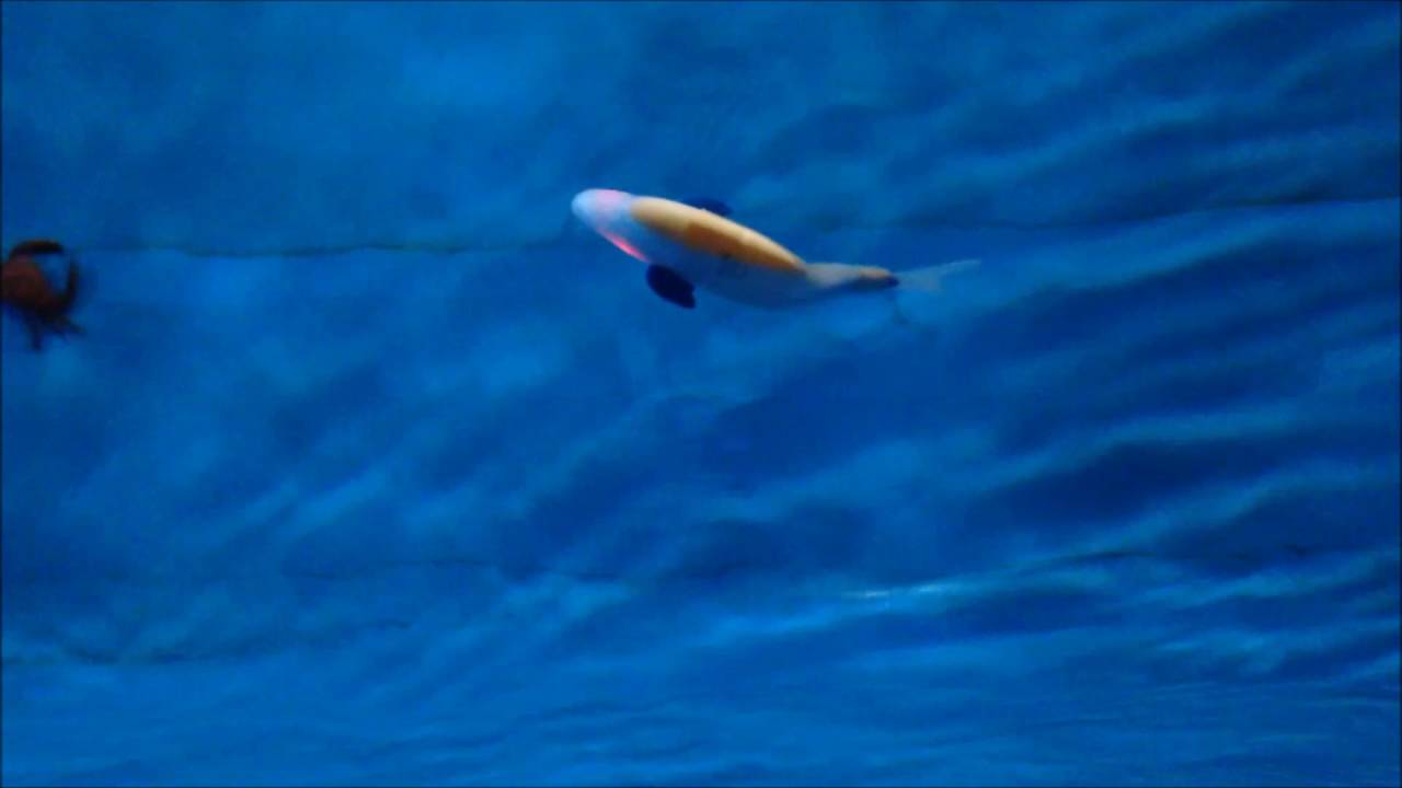 Robotic Fish - Biorobotics Research Lab - YouTube