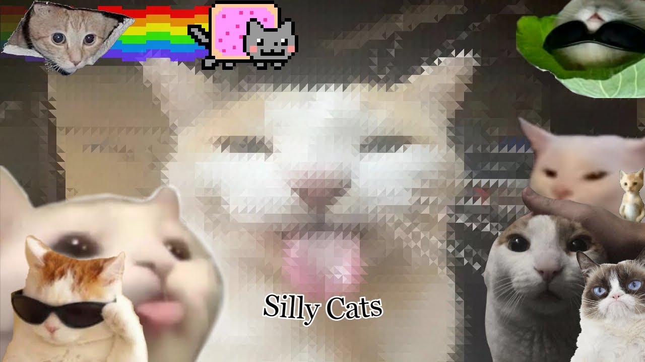 A History of Silly Cats - YouTube