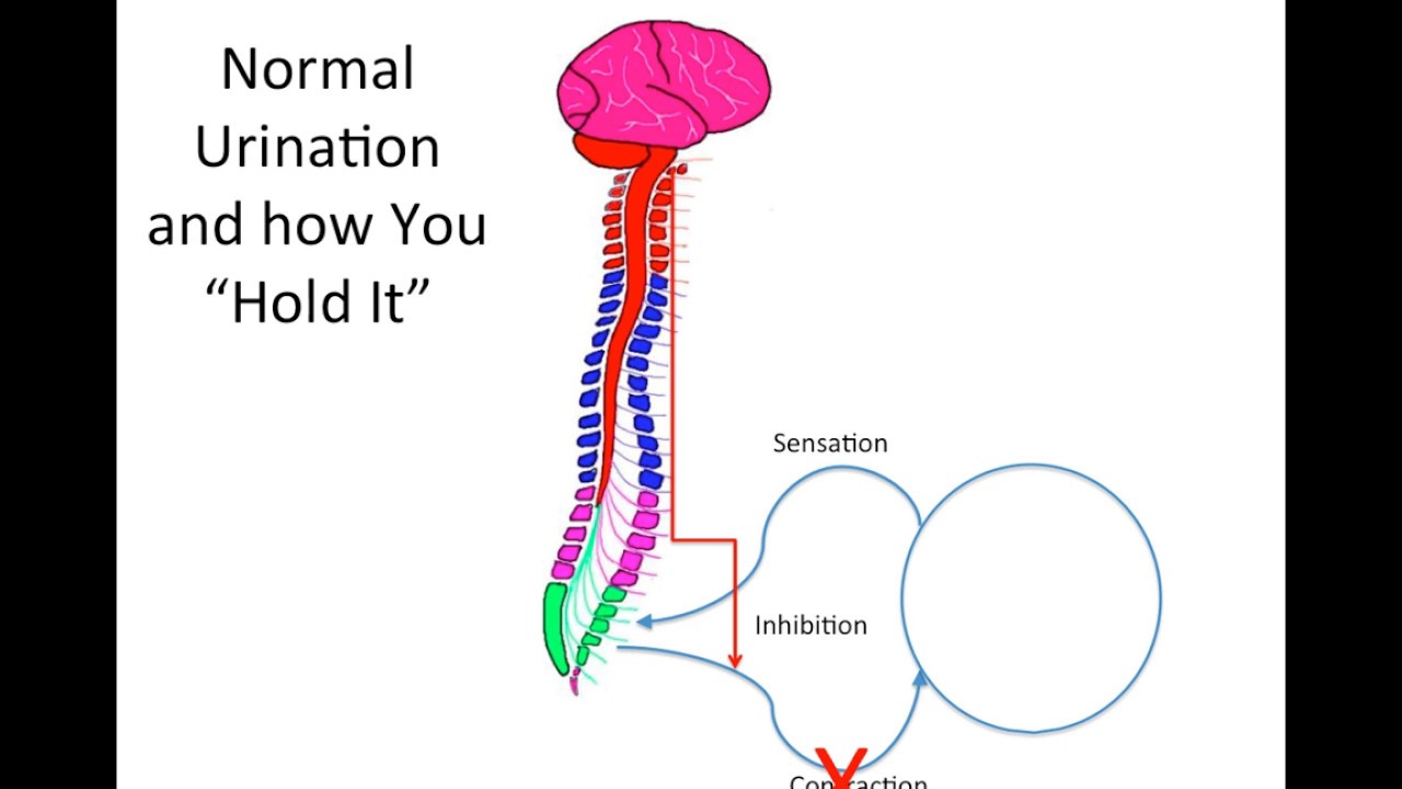 How Does Spinal Cord Injury Effect The Bladder YouTube