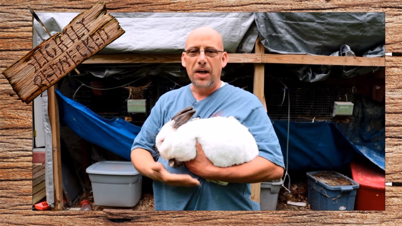 How to Select Meat Rabbits - The SR Rabbit Update 7-5-17 - YouTube