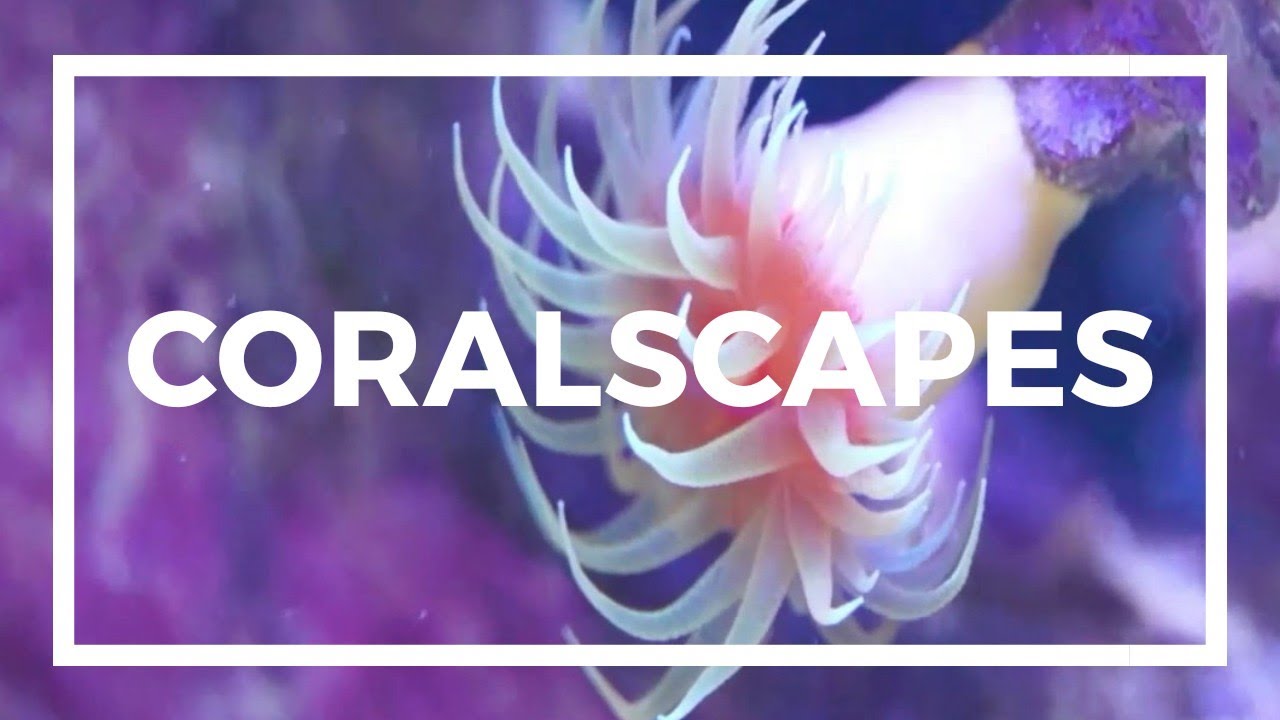 Coralscapes at Elite Reef of Denver, Colorado - YouTube