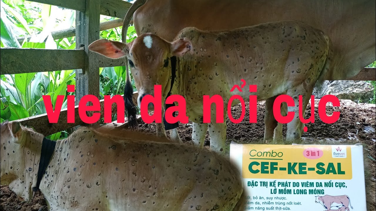 nguj mob pob tawv lwj tas - YouTube