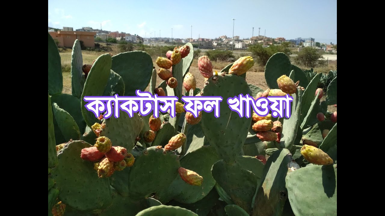 ক্যাকটাস বা ফণীমনসা ফল খাওয়া | Cactus fruit - YouTube