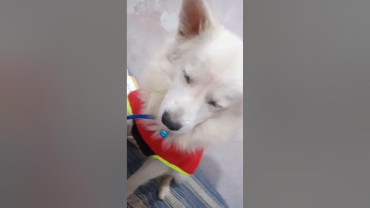 Dog apt 😁#apt - YouTube