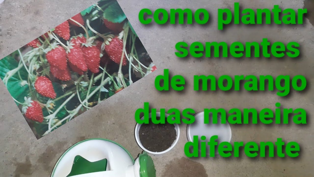 como plantar sementes de morango duas maneiras diferentes qual delas ...