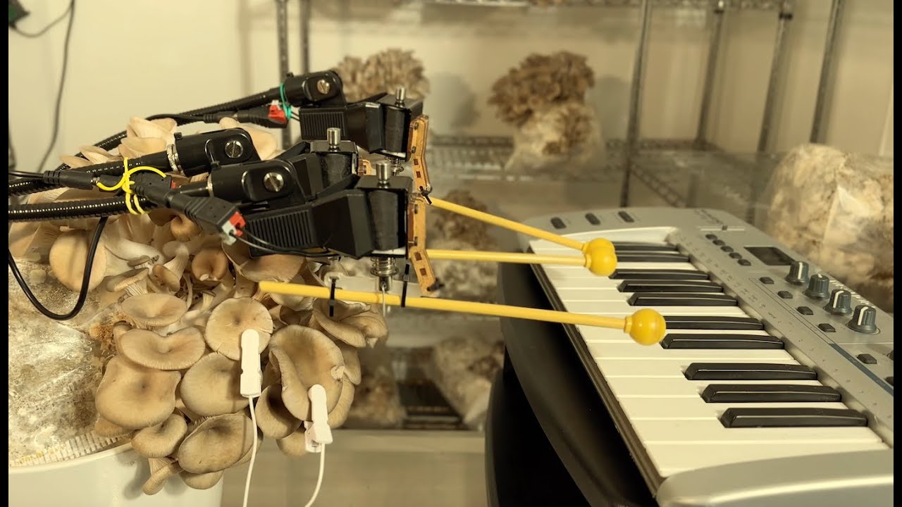 Just Some Mushrooms Playing Music on a Keyboard