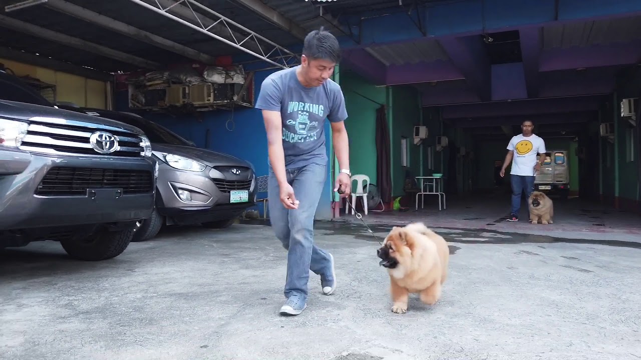 TRAINING: Chow Chow Puppies - YouTube