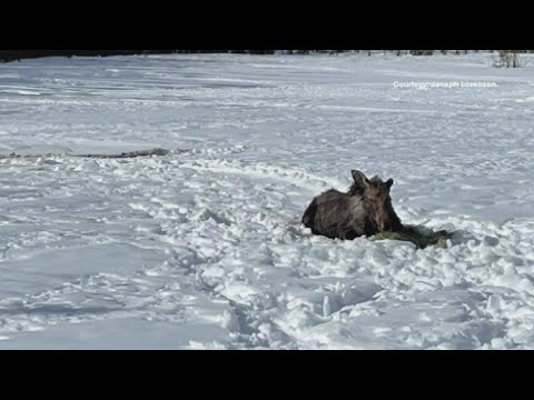 Watch: Young moose that fell through ice in Alaska gets rescued - YouTube