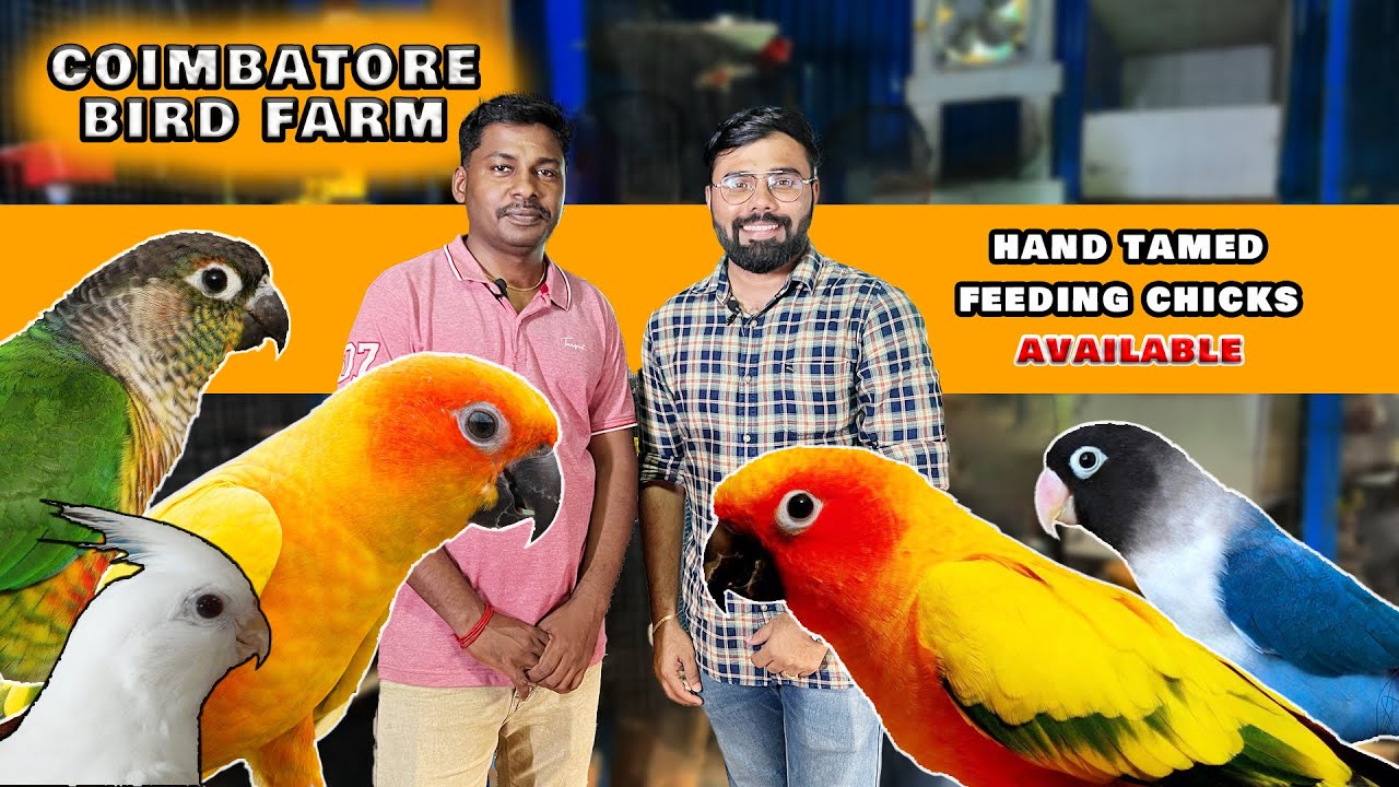Hand Tamed Birds Farm தமிழ் | Taming Care and Secret | Sales | Prasanth 360 - YouTube