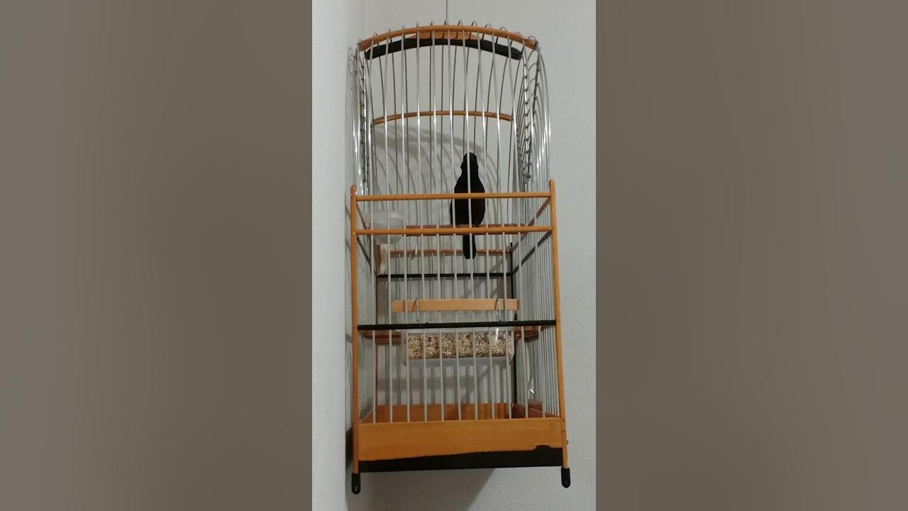 PICOLET 973 - YouTube