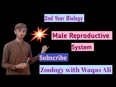 Male reproductive system | General overview - YouTube