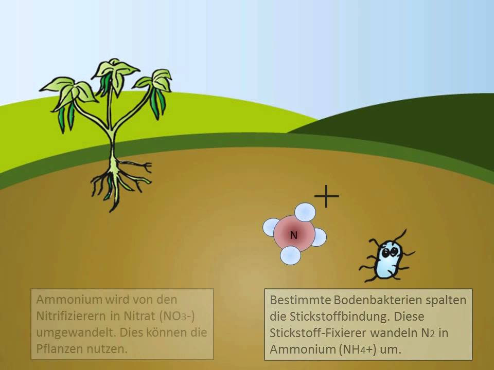 Der natürliche Stickstoffkreislauf - YouTube