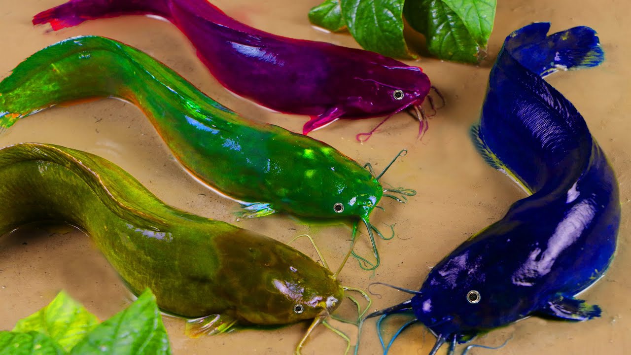 Satisfying Video Stop Motion ASMR | Miracle Fish Experiment Turning ...