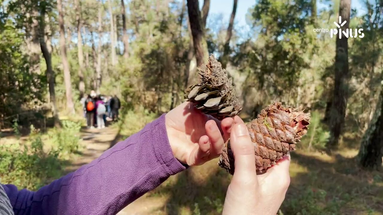 À Descoberta dos anfíbios do pinhal - Dia Internacional das Florestas ...