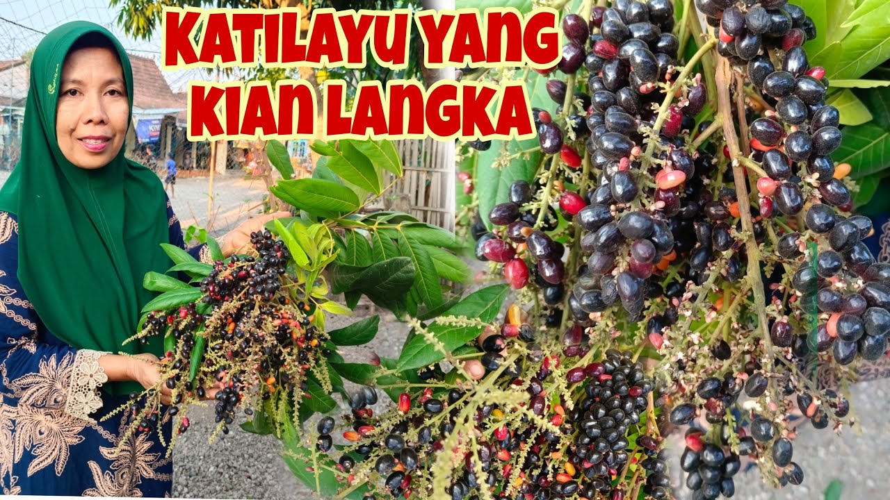 KEUNIKAN BUAH KATILAYU DARI DAUN, BUAH DAN GETAHNYA - YouTube
