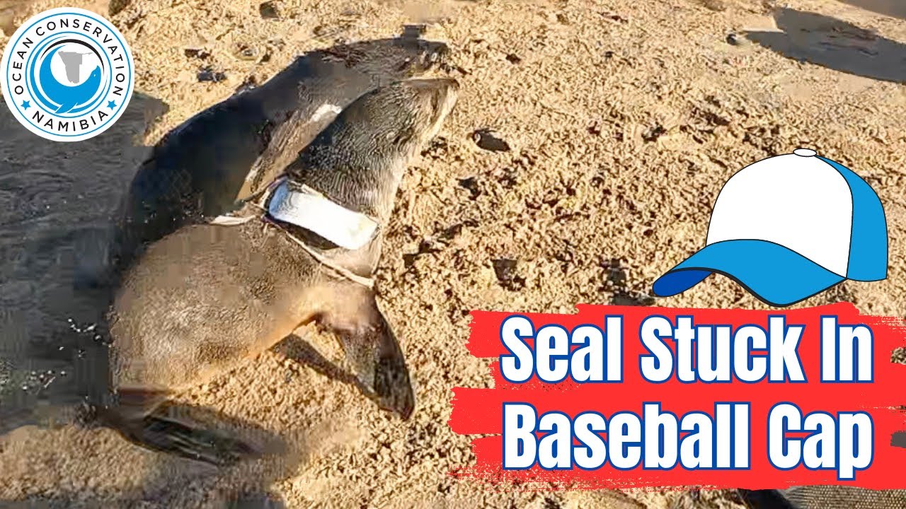 Seal Stuck In Ralph Lauren Baseball Cap - YouTube