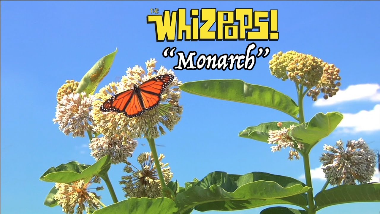 Monarch song by The Whizpops! - YouTube