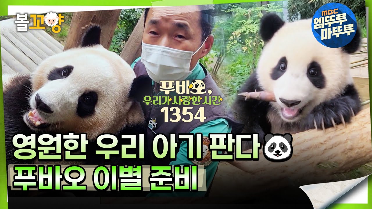 다큐플렉스 영원한 우리 아기 판다🐼 푸바오 이별 준비 엠뚜루마뚜루 볼꼬양 Mbc240406방송 Youtube