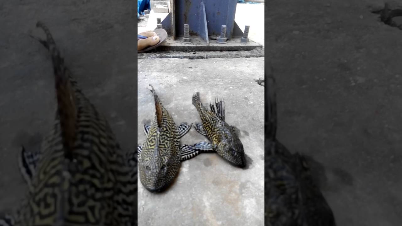 ppili fish /sakar/aquriam - YouTube