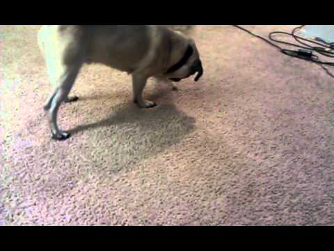 Pug trying to eat a grape - YouTube