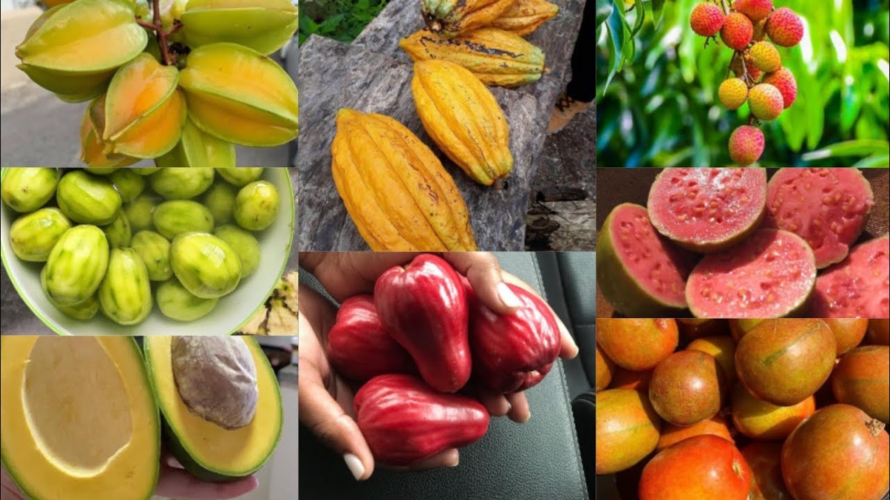 Sierra Leone Fruit | Fruit of Salone - YouTube