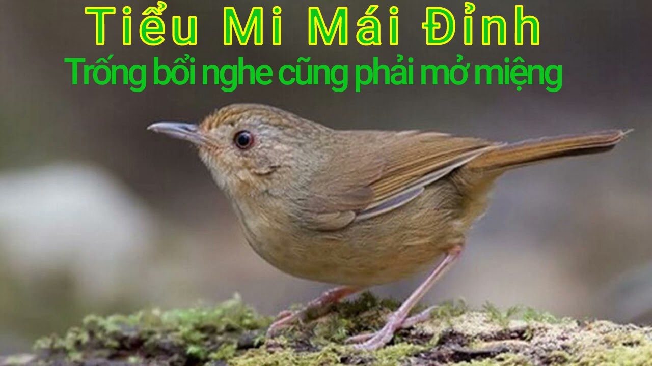 Tiểu Mi Mái Đỉnh Trống Bổi Nghe Cũng Phải Mở Miệng - wambi mini betina ...