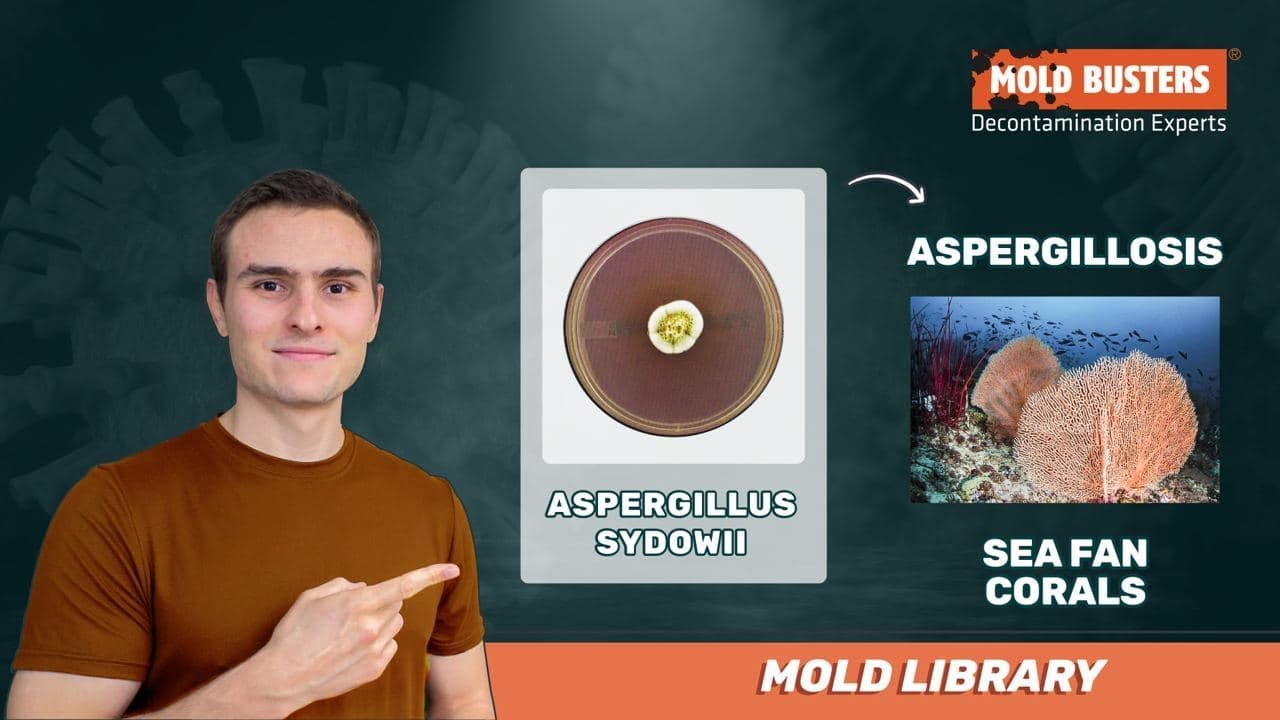 🦠Aspergillus sydowii - 📚Mold Library - Mold Busters - YouTube