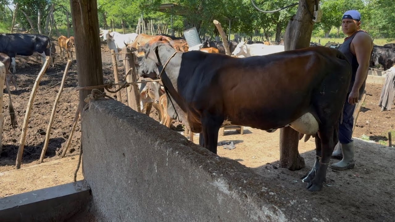 Vaca lechera recién parida la vaseamos y alimentamos a la ternera - YouTube