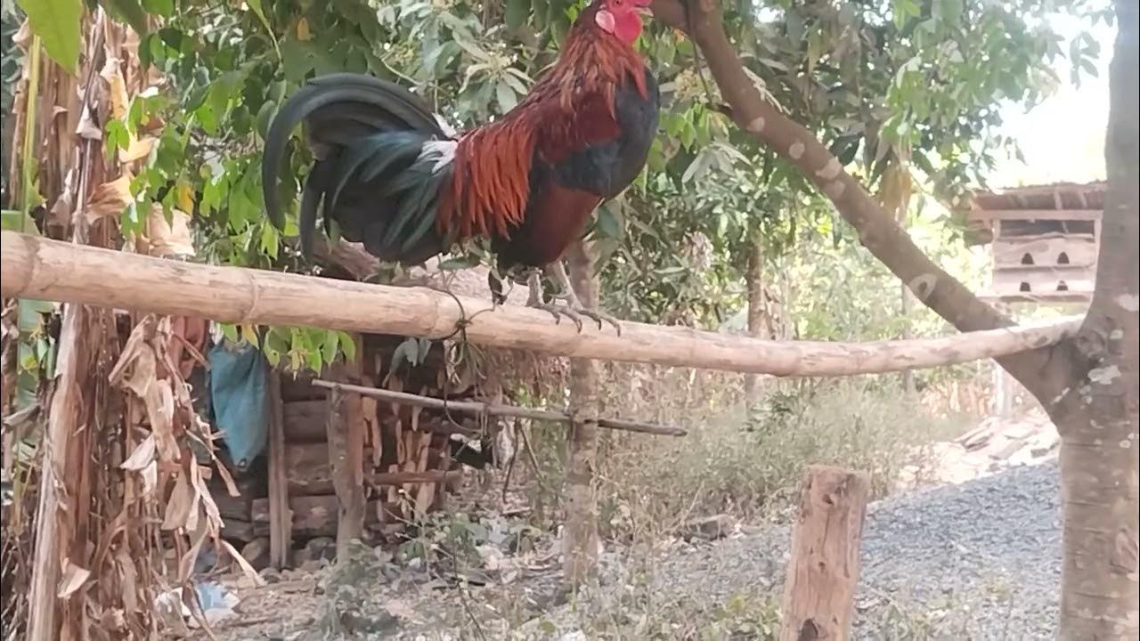 Coj nej cov nyiam qaib los saib qaib dib qua zoo nawb pg - YouTube