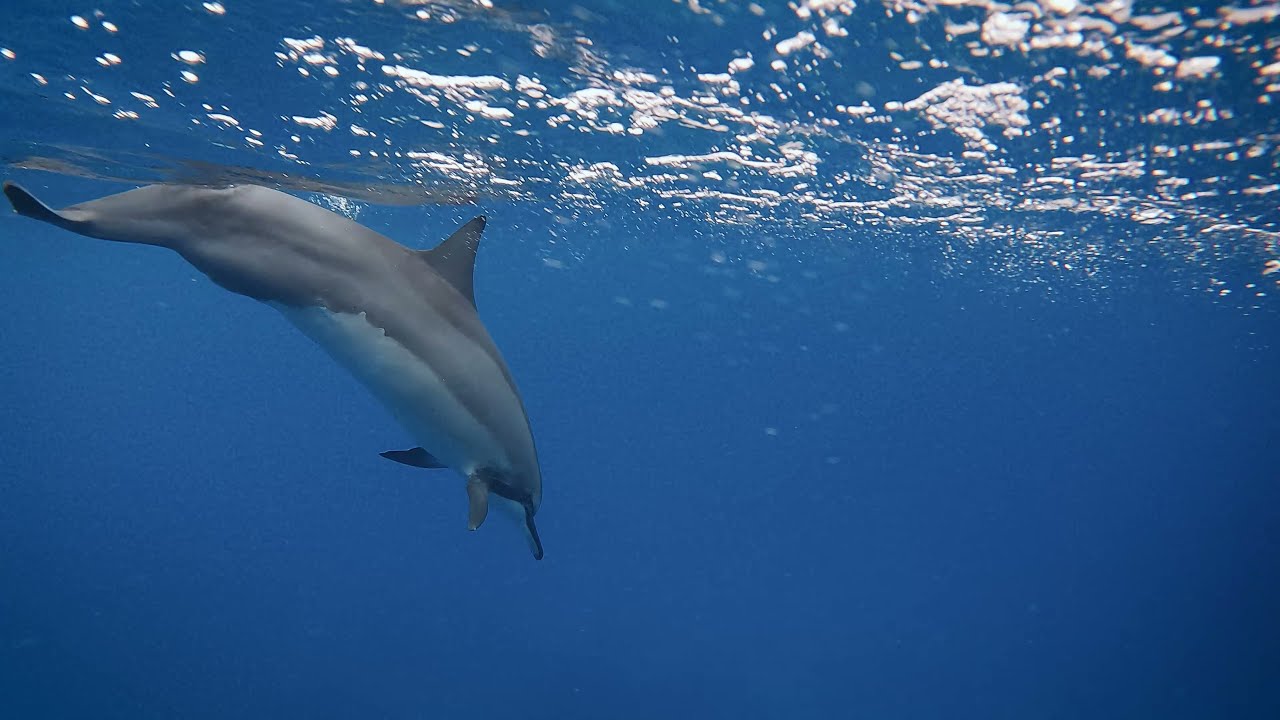 GoPro 10: Dolphins in Hawaii! [HD] - YouTube