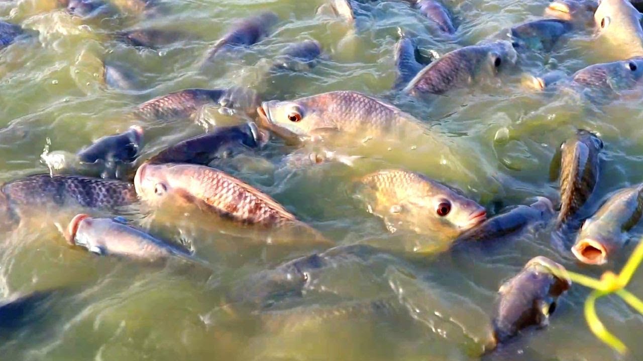 Culture Management Of Monosex Tilapia ||Tilapia Fish Feeding In Fish ...