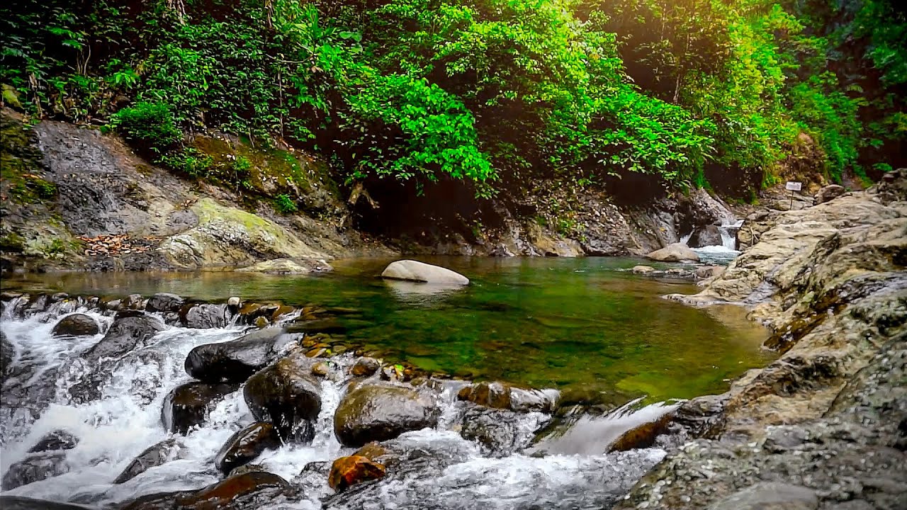 Fall Asleep Instantly with Amazing Stream Sounds in the Forest and ...