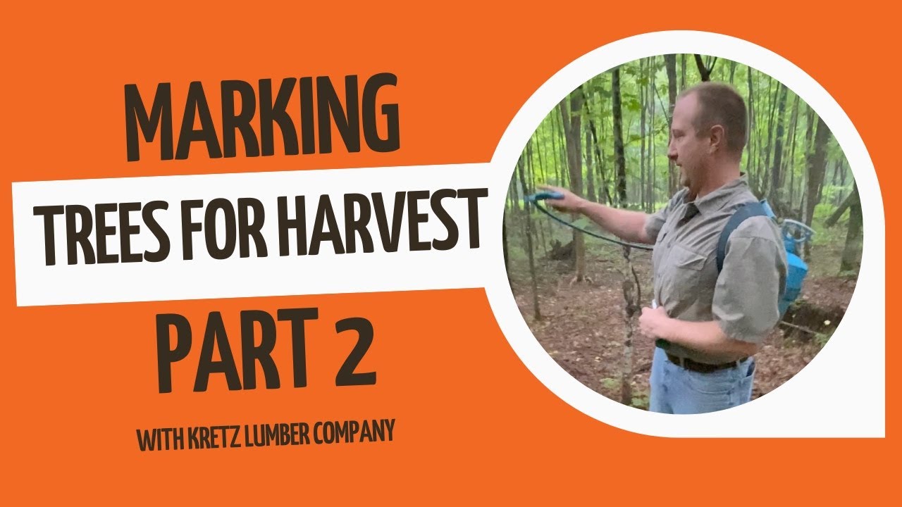 Marking Trees for Harvest - Part 2 - Wisconsin Forestry - YouTube