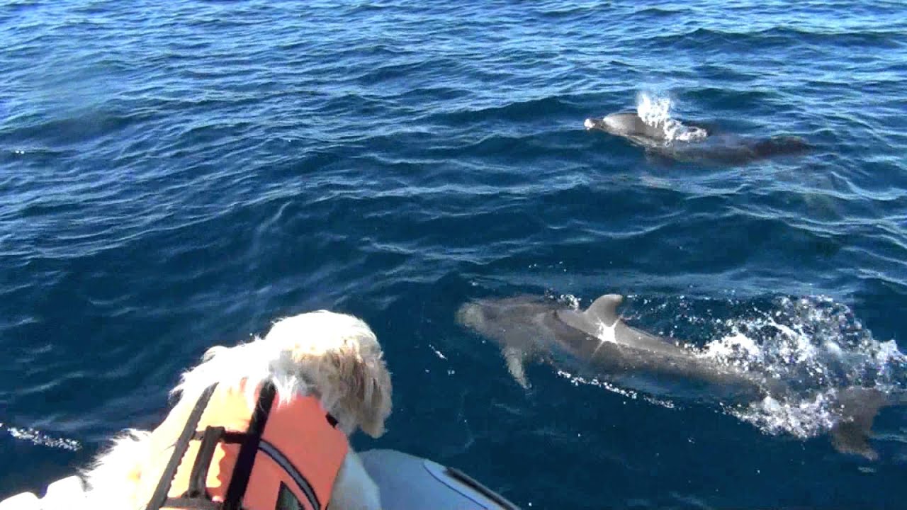The Dog that loves Dolphins - YouTube