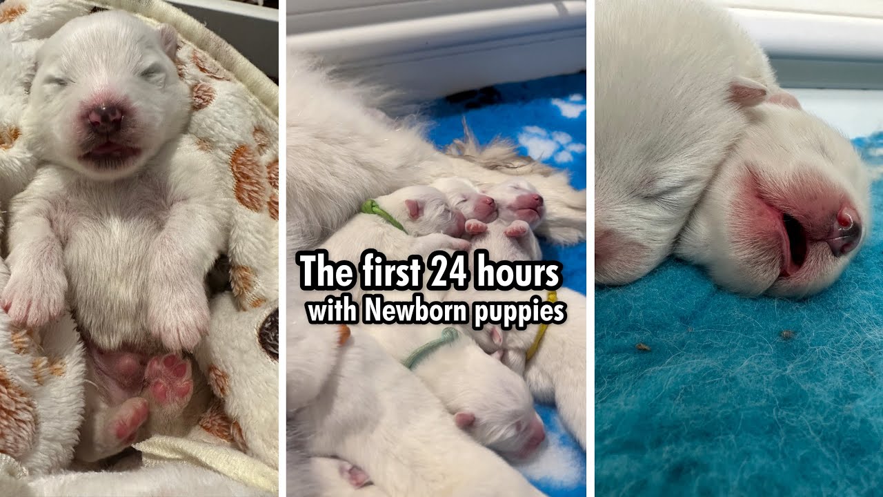 The first 24 hours with newborn samoyed puppies - YouTube