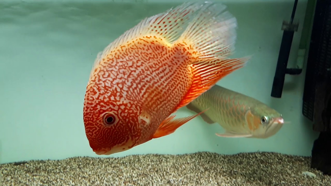 6 inches super Red Polo Fish - YouTube