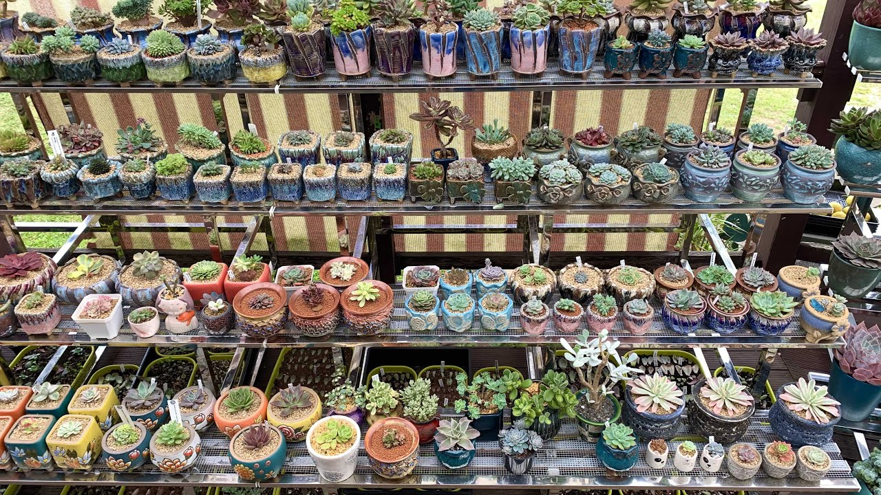 Rare Succulents and Cacti Collections and Nursery Tour - YouTube