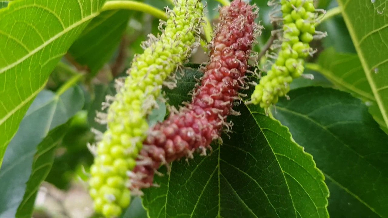 Semi Dwarf Red Shahtoot Mulberry Tree in Autumn - YouTube