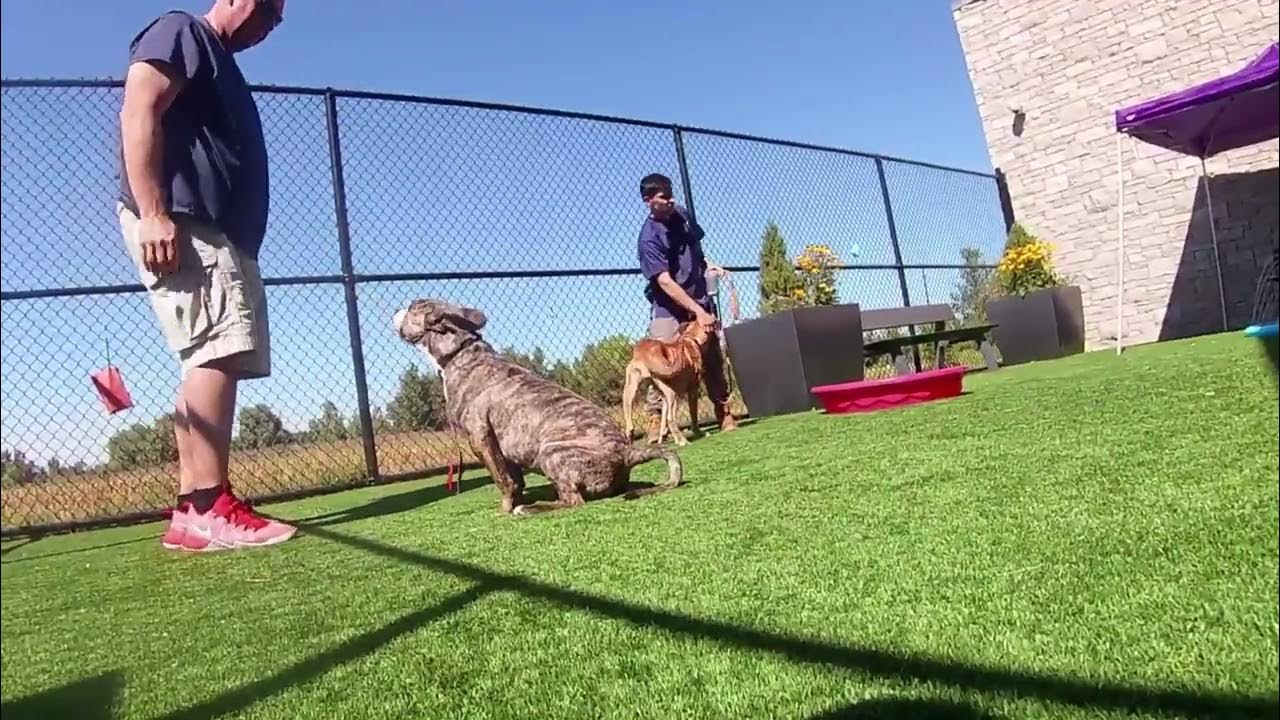 First Ever Dog Playgroup Livestream (09/01/23) -- VOD - YouTube