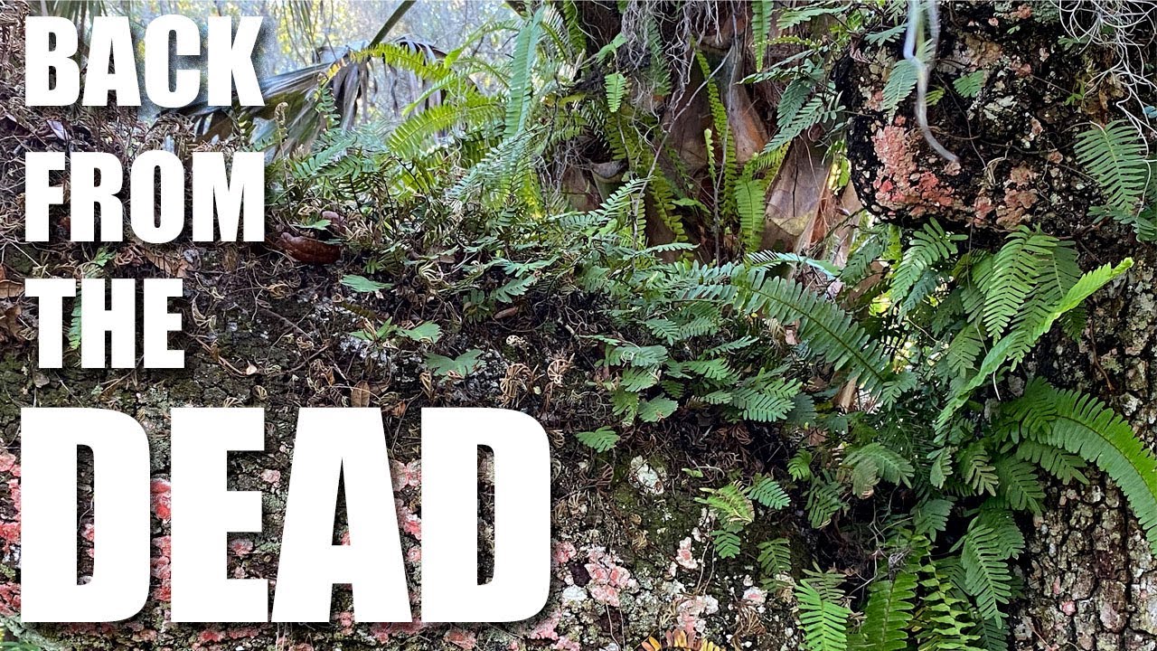 Back from the DEAD: The fascinating and incredible Resurrection Fern ...